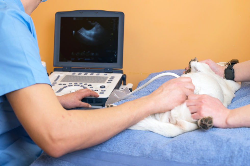 Pet Echocardiogram In Esterhazy, SK | Twin Valley Veterinary